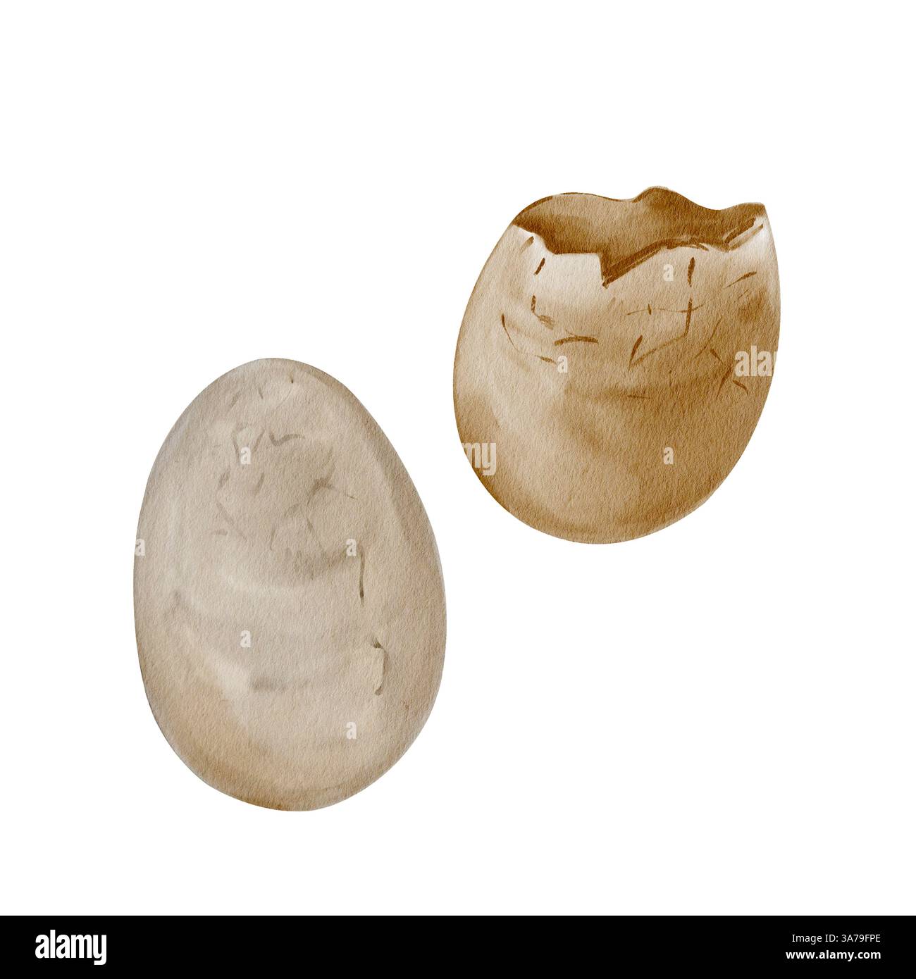 Dinosaur eggs. Prehistoric fossils. Whole egg and broken. Reptile ...