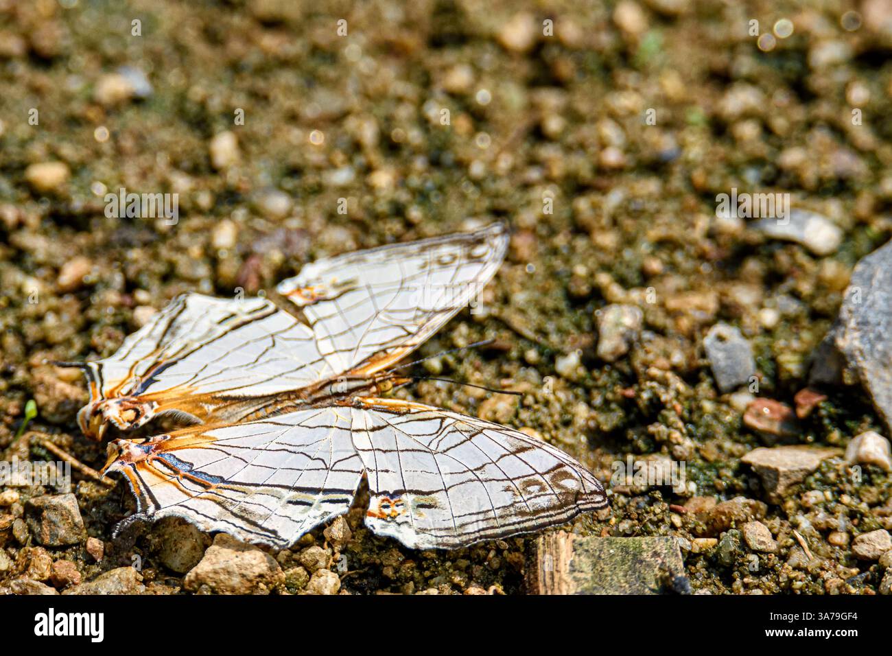 The common map butterfly (Cyrestis thyodamas thyodamas) is sucking food ...