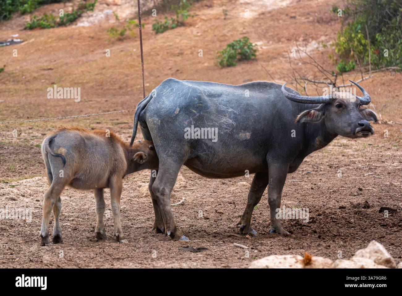 Baby water buffalo breastfeeding at countryside in Southern of Thailand ...