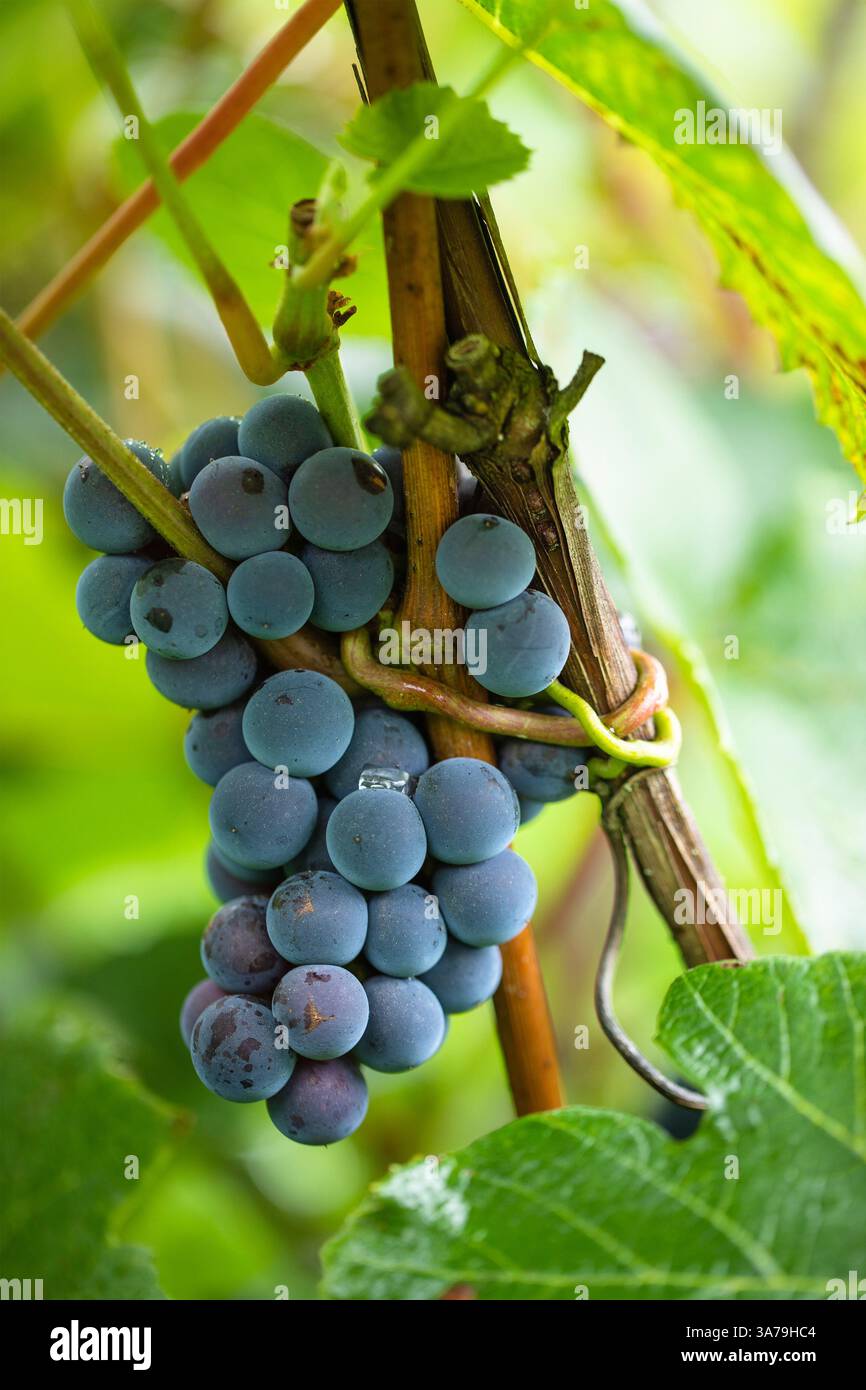 Clusters of bright purple berries hi-res stock photography and images ...
