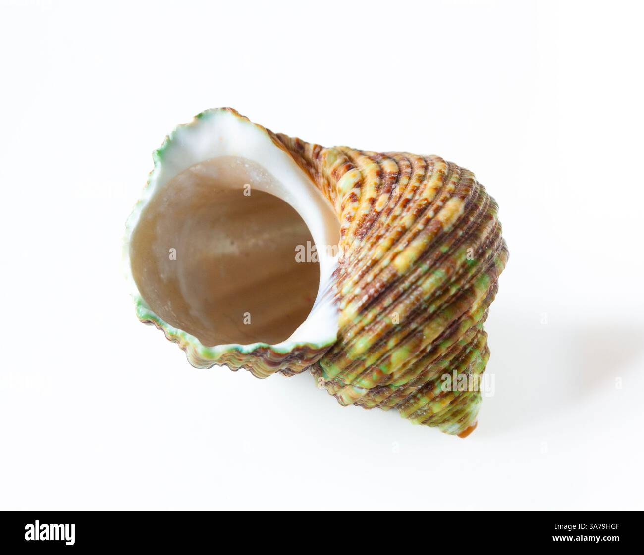 Marine shell from tropical seas on a white background Stock Photo - Alamy