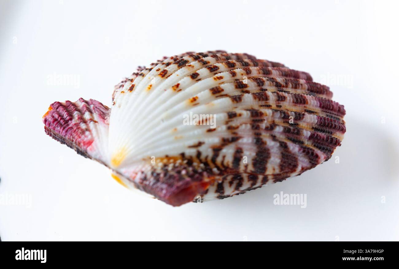 Marine shell from tropical seas on a white background Stock Photo - Alamy