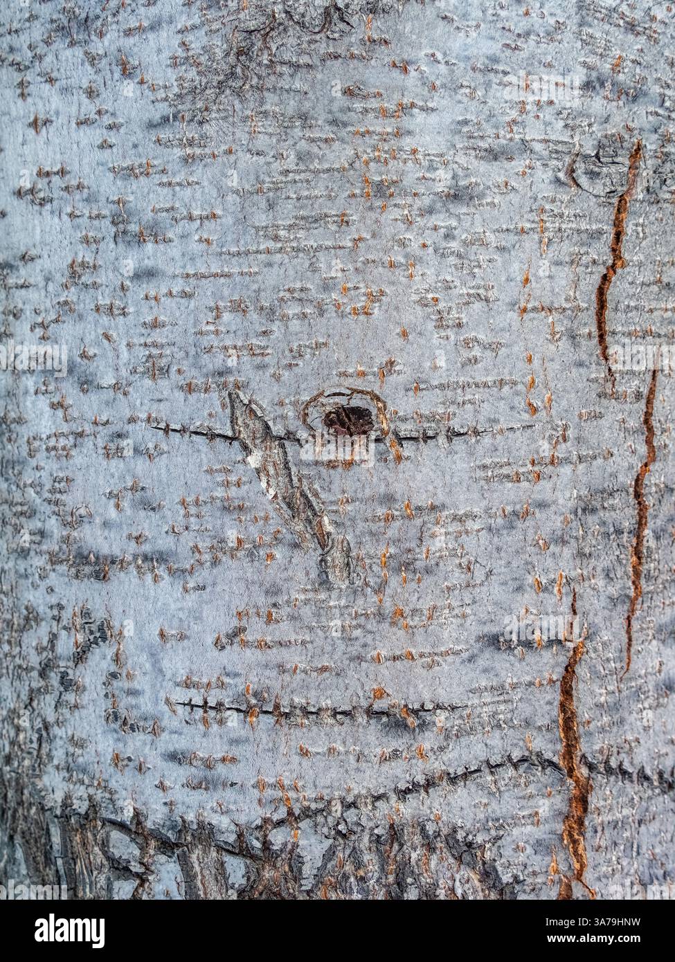 Aspen bark texture. Aspen tree bark detailed texture. Populus tremula ...