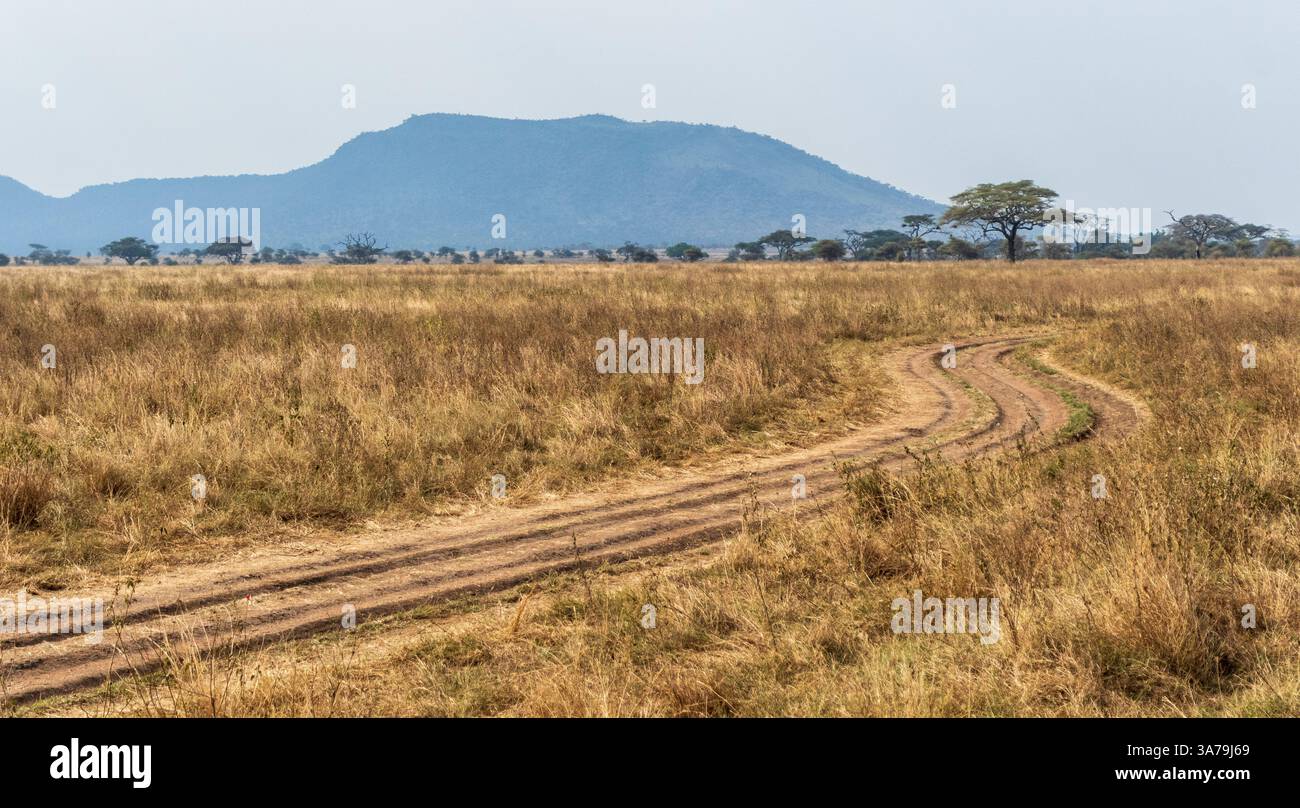 Endless golden grasslands under a wide blue sky, scattered with acacia ...