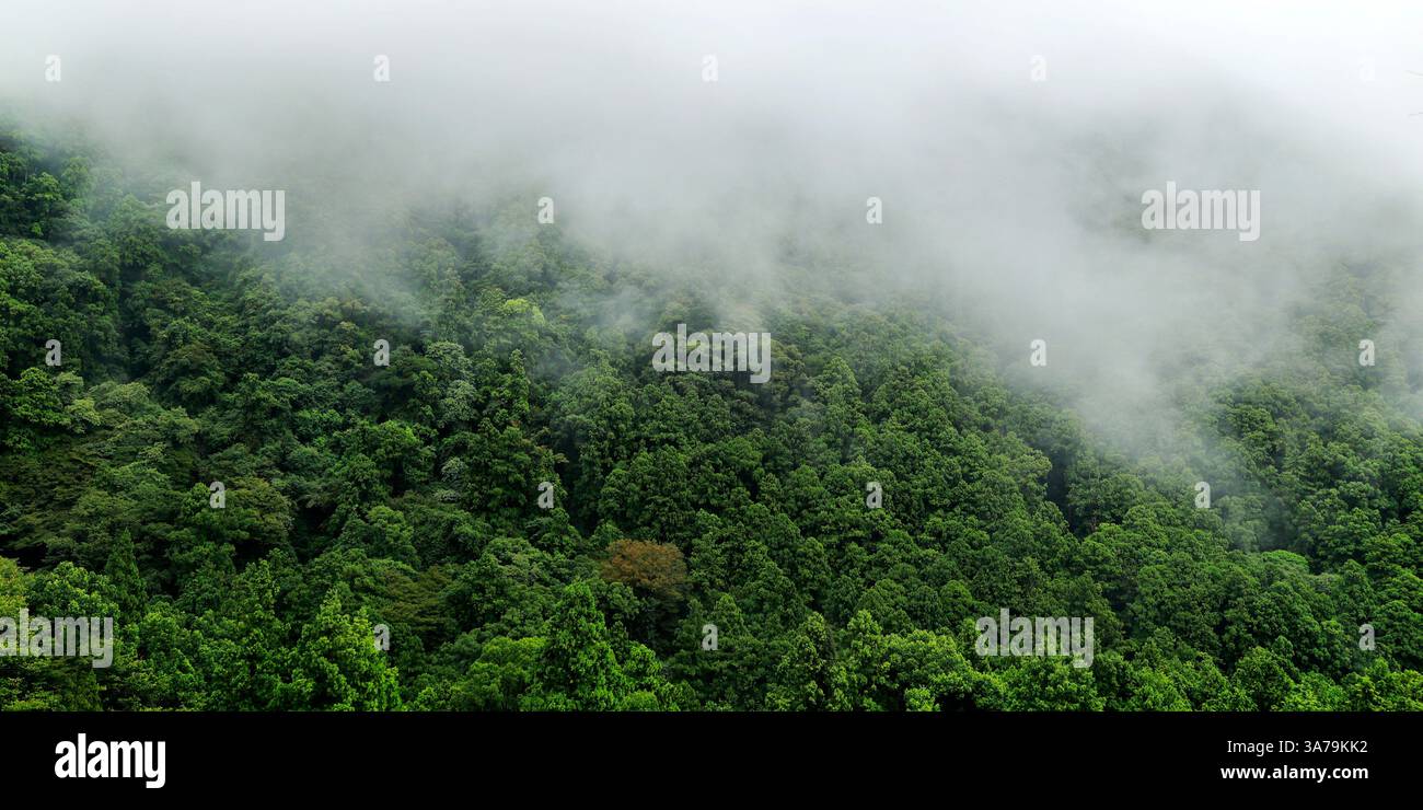 aerial view of a rainforest's morning mist on the canopy in the south ...