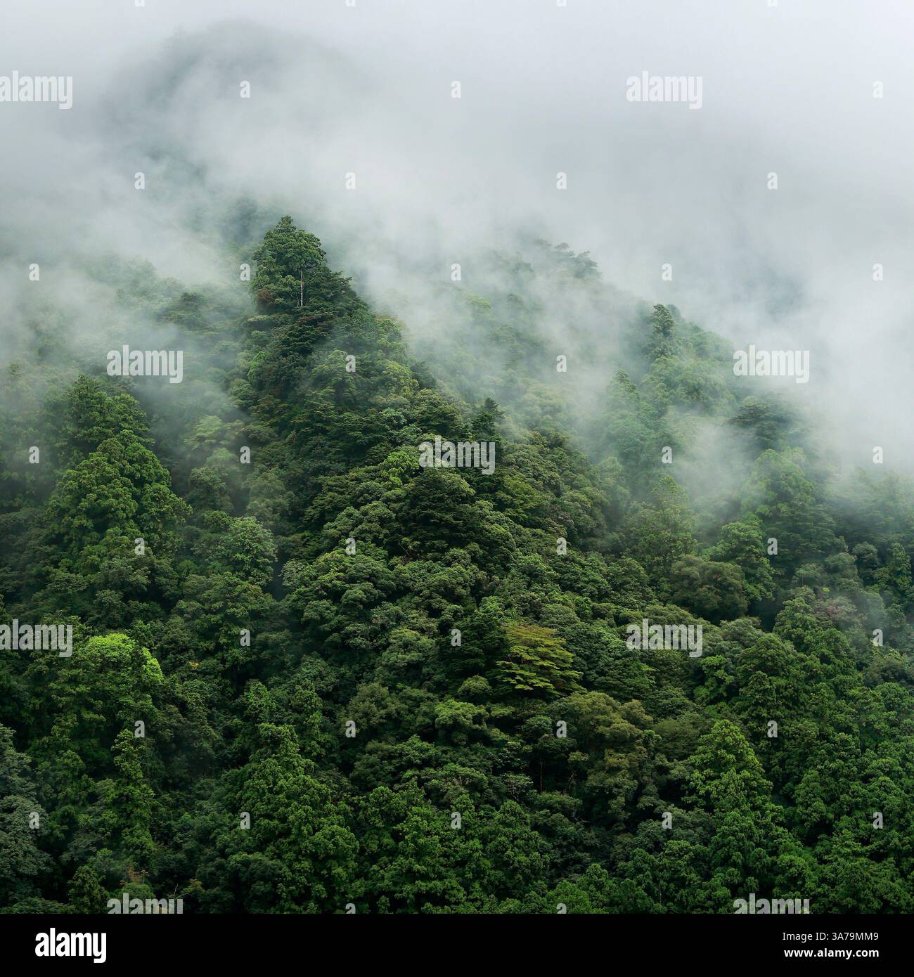 aerial view of a rainforest's morning mist on the canopy in the south ...