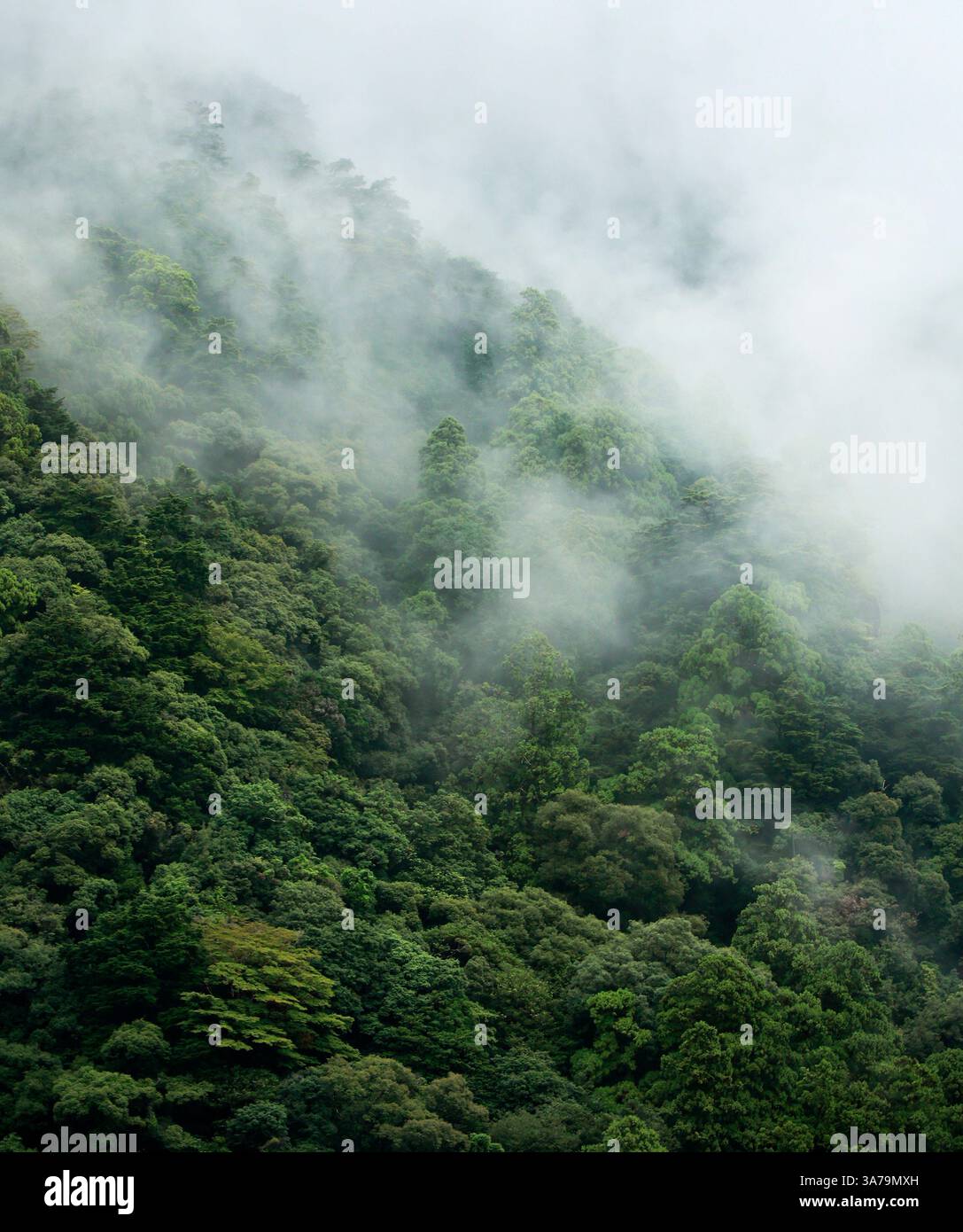 aerial view of a rainforest's morning mist on the canopy in the south ...