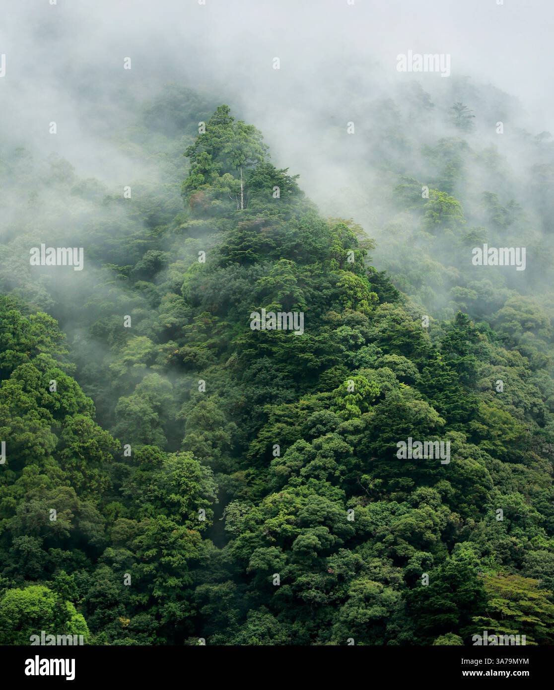 aerial view of a rainforest's morning mist on the canopy in the south ...