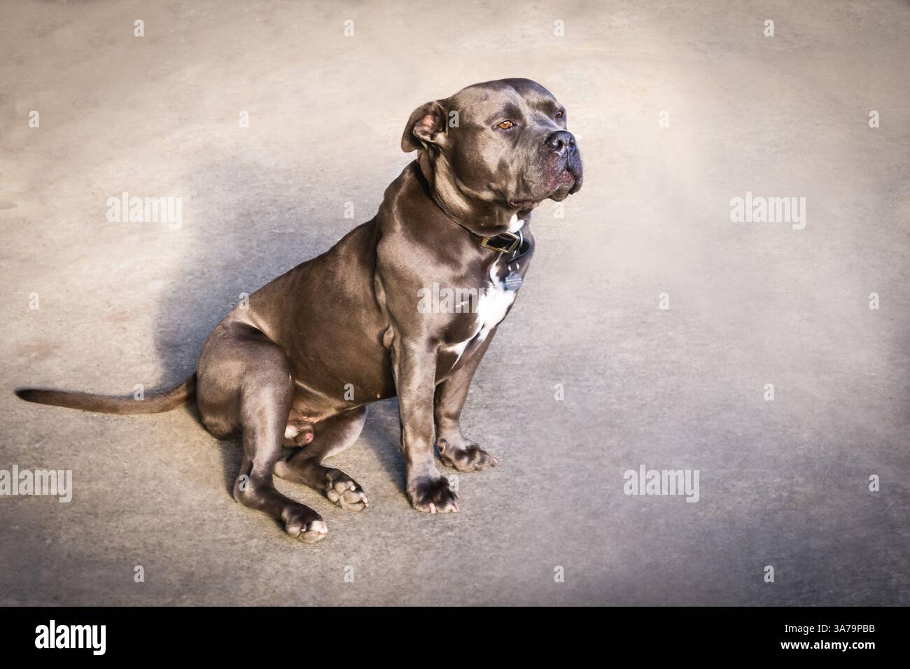 American blue nose bully hi-res stock photography and images - Alamy