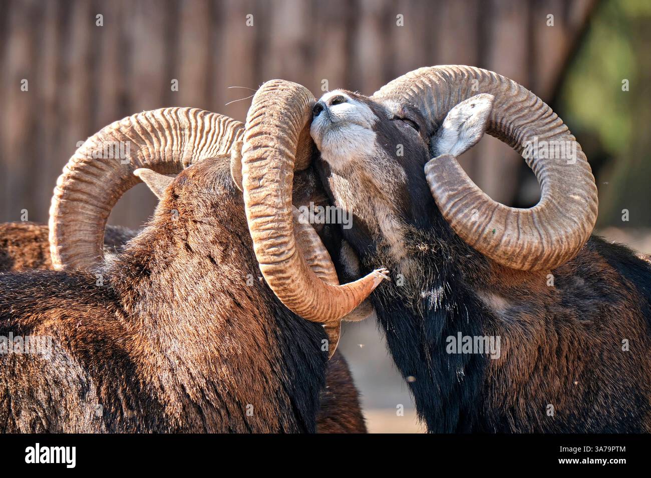 Mufflons Ovis orientalis musimon . Mufflons Ovis orientalis musimon im ...