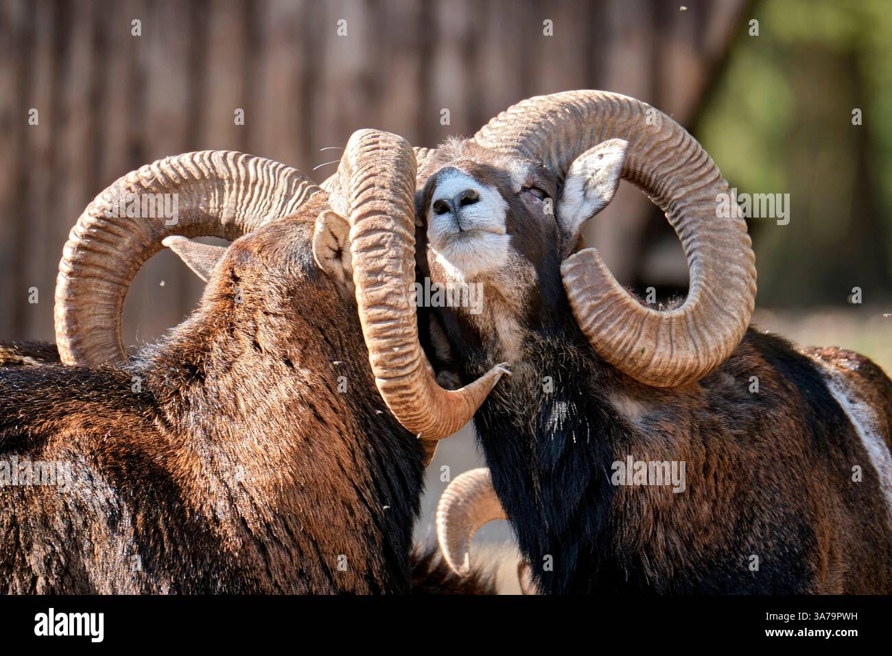 Mufflons Ovis orientalis musimon . Mufflons Ovis orientalis musimon im ...