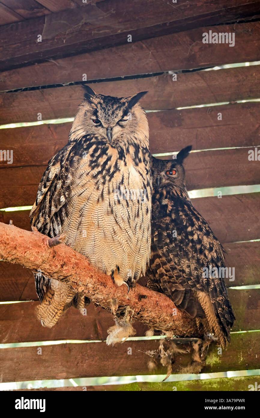 Uhu Bubo bubo . Uhu Bubo bubo . 20250310MIC0312 *** Eagle owl Bubo bubo ...
