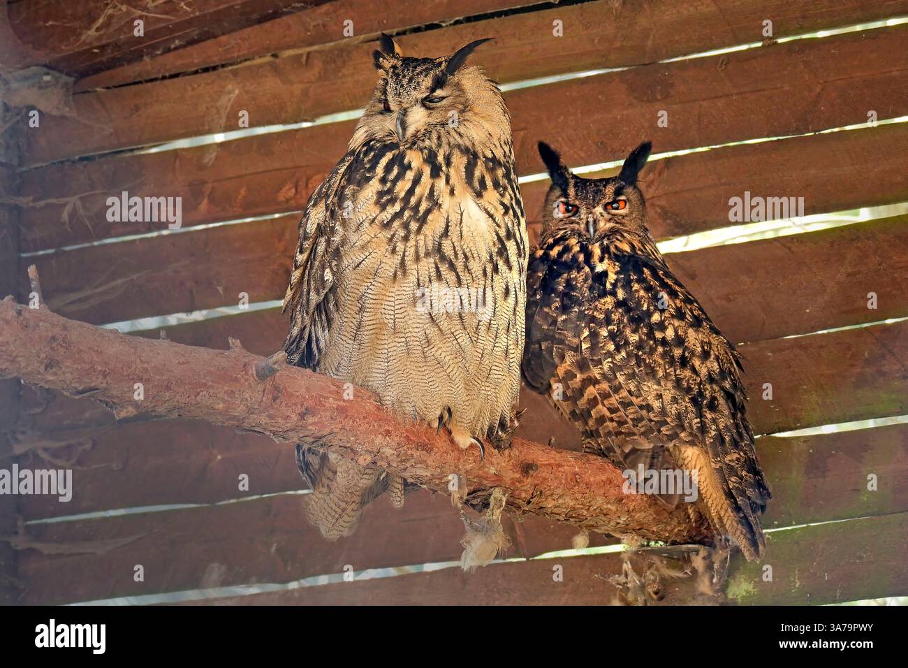 Uhu Bubo bubo . Uhu Bubo bubo . 20250310MIC0301 *** Eagle owl Bubo bubo ...