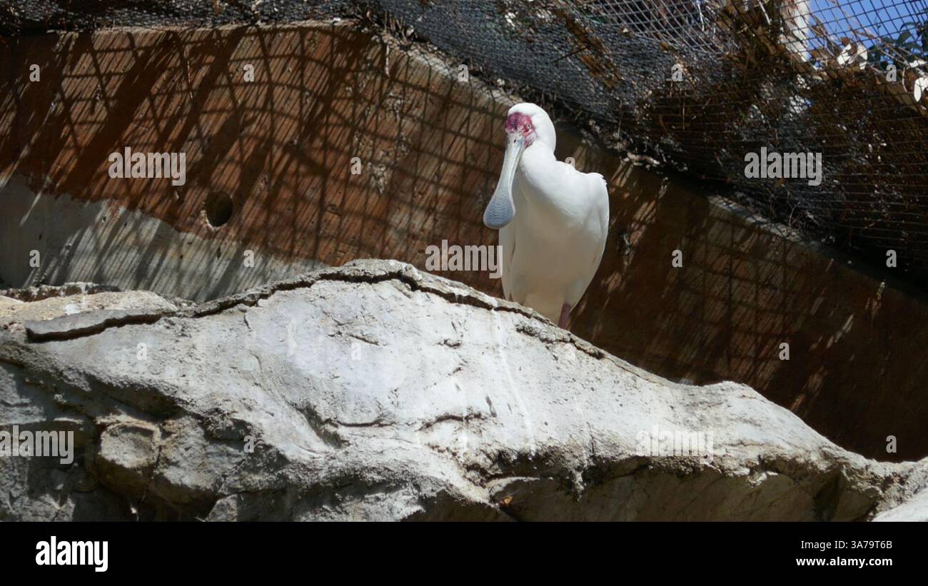Los Angeles, California, USA 25th March 2025 Spoonbill Bird in Aviary ...