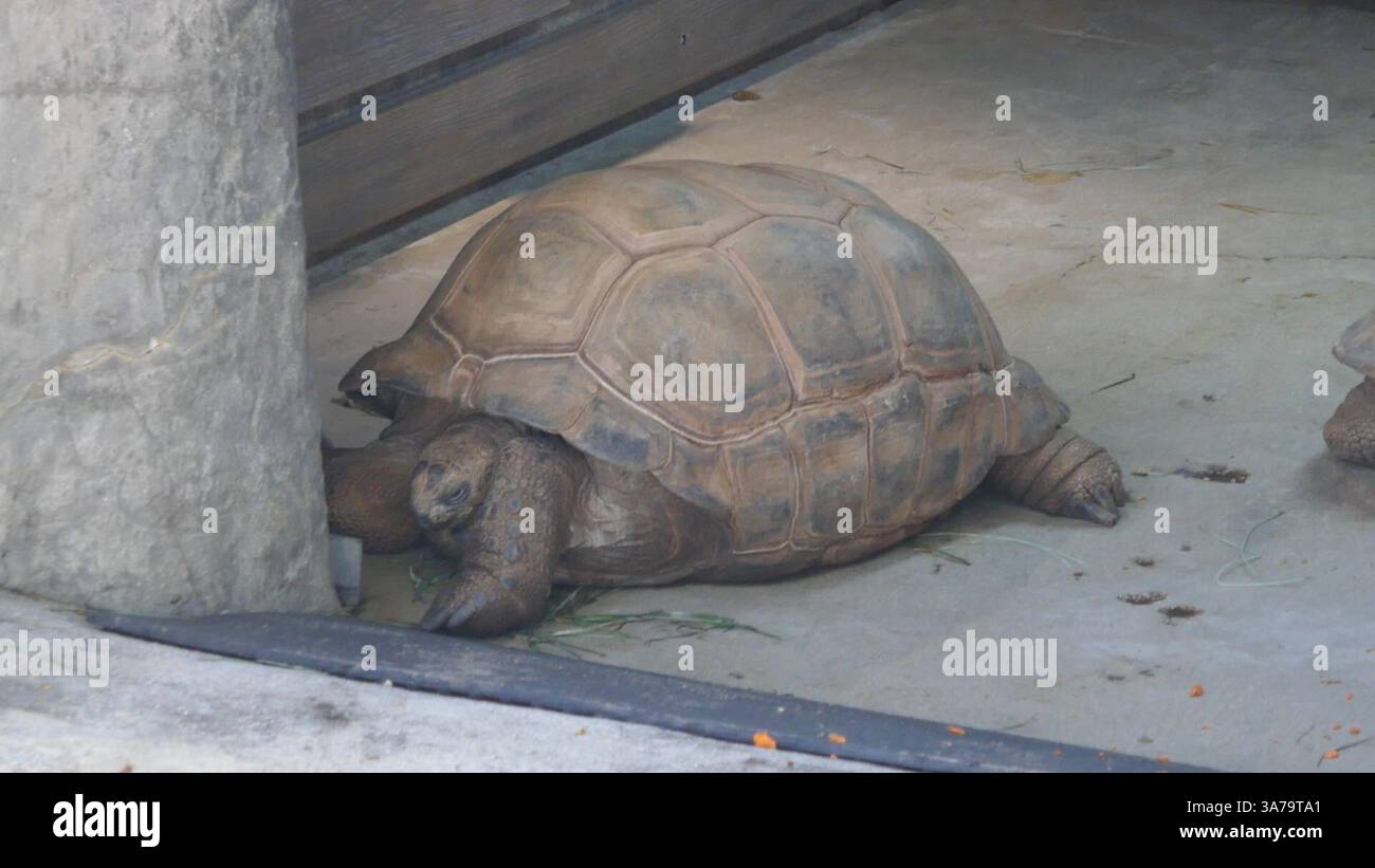 Los Angeles, California, USA 25th March 2025 Aldabra Tortoise at LA Zoo ...