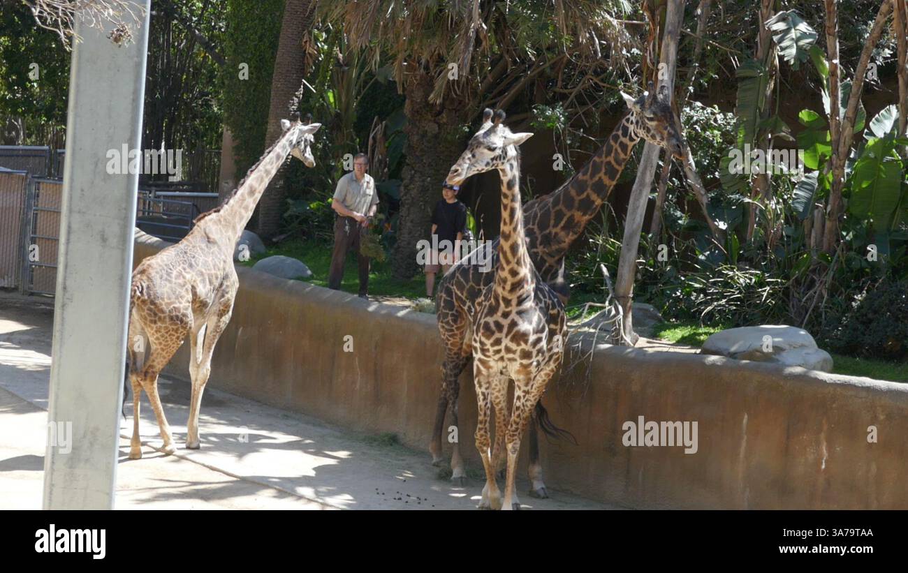 Los Angeles, California, USA 25th March 2025 Maasai Giraffes, Masai ...