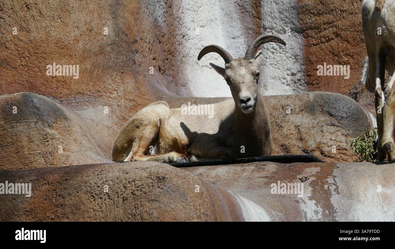 Los Angeles, California, USA 25th March 2025 Desert Bighorn Sheep at LA ...