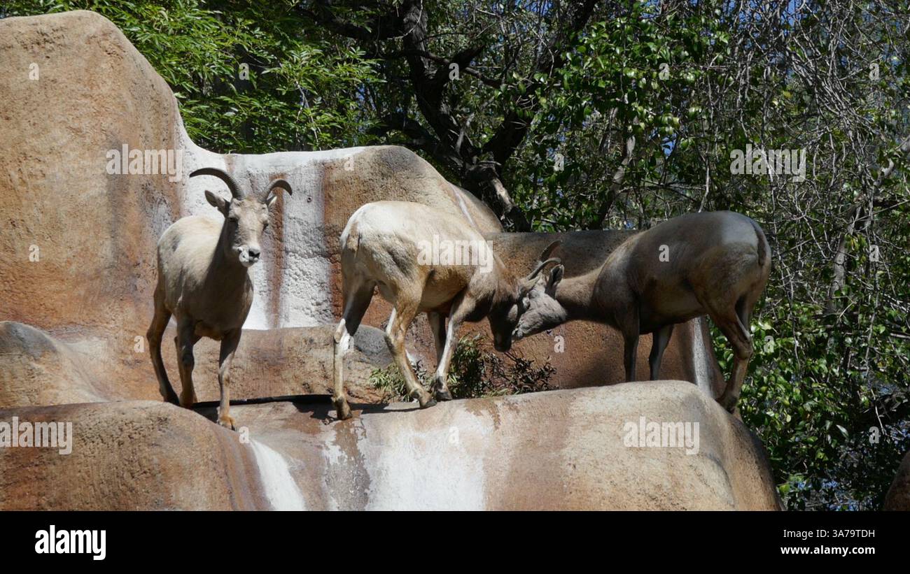 Los Angeles, California, USA 25th March 2025 Desert Bighorn Sheep at LA ...