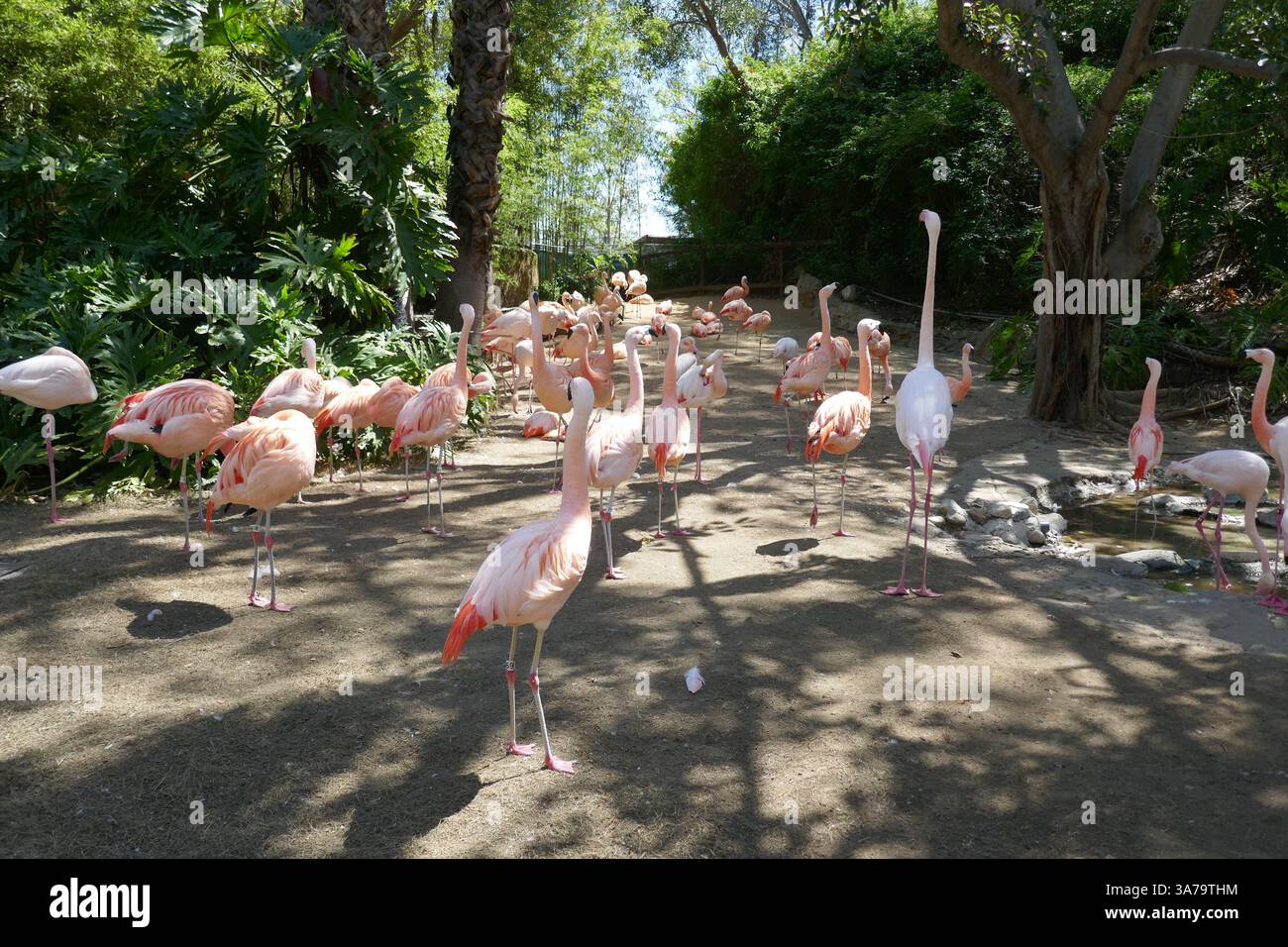Los Angeles, California, USA 25th March 2025 Flamingos at LA Zoo on ...