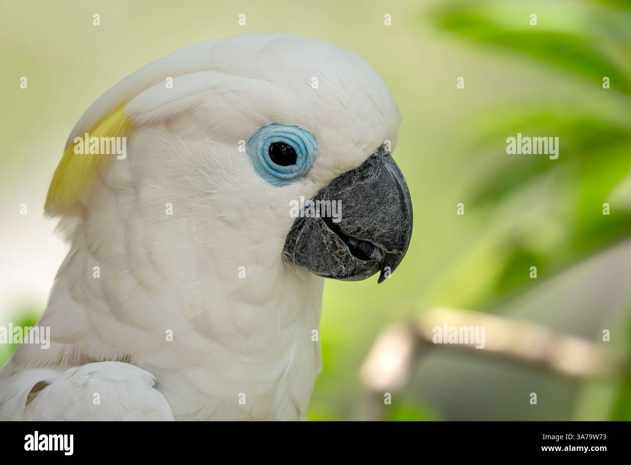 Blue-eyed Cockatoo - Cacatua ophthalmica, beautiful large white bird ...