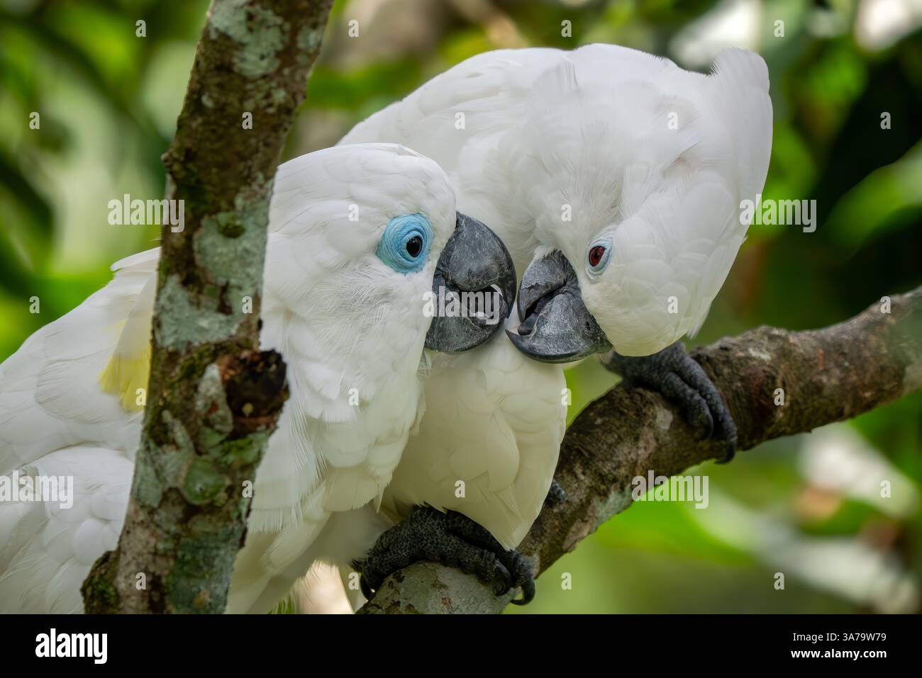 Blue-eyed Cockatoo - Cacatua ophthalmica, beautiful large white bird ...