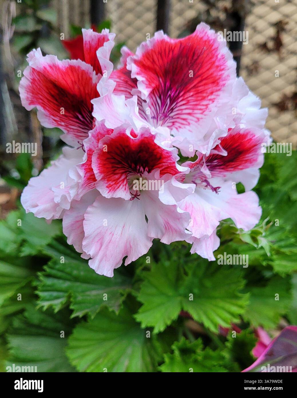 Regal pelargonium, Elegance Royalty White Geranium with Attractive ...
