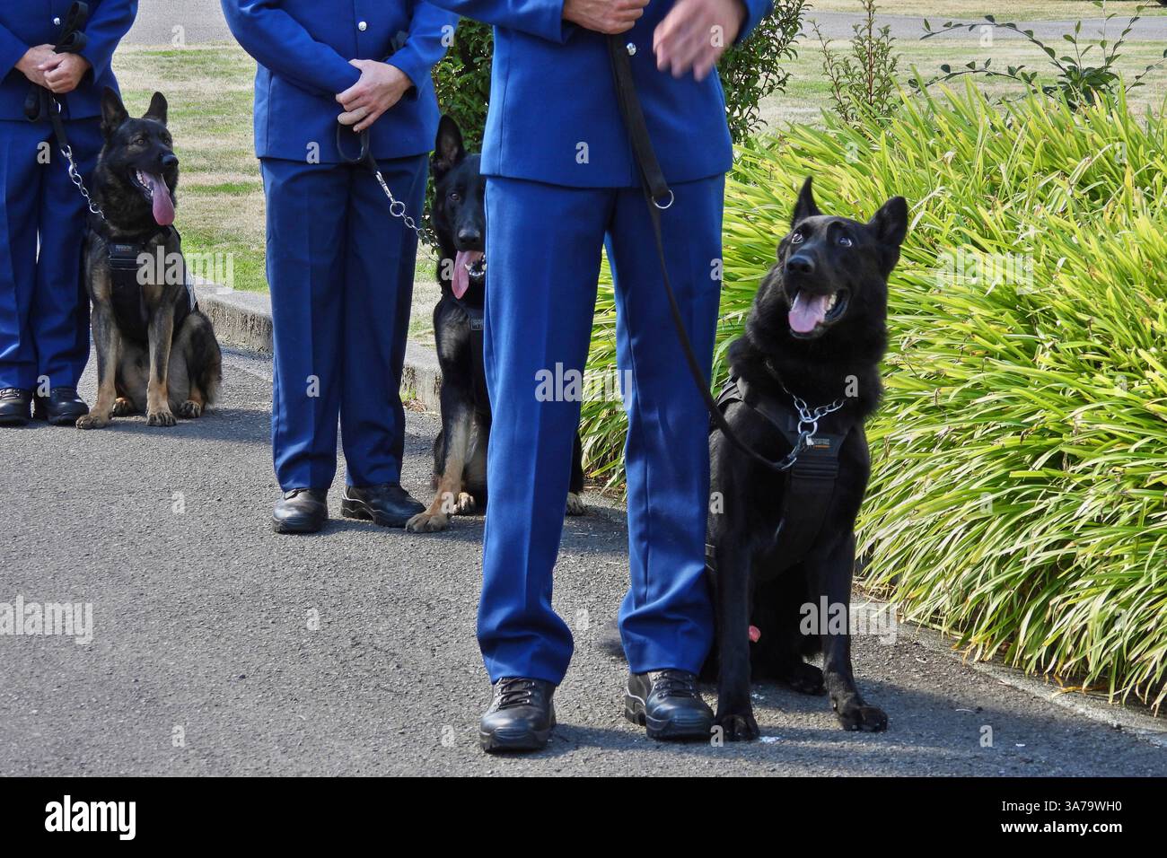 New Zealand Police dogs and their handlers wait for a graduation ...