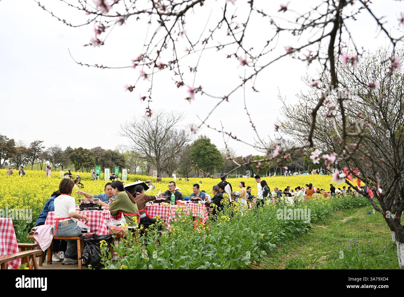 Tourists enjoy hotpot in the sea of cole flowers in Nanjing City, east ...