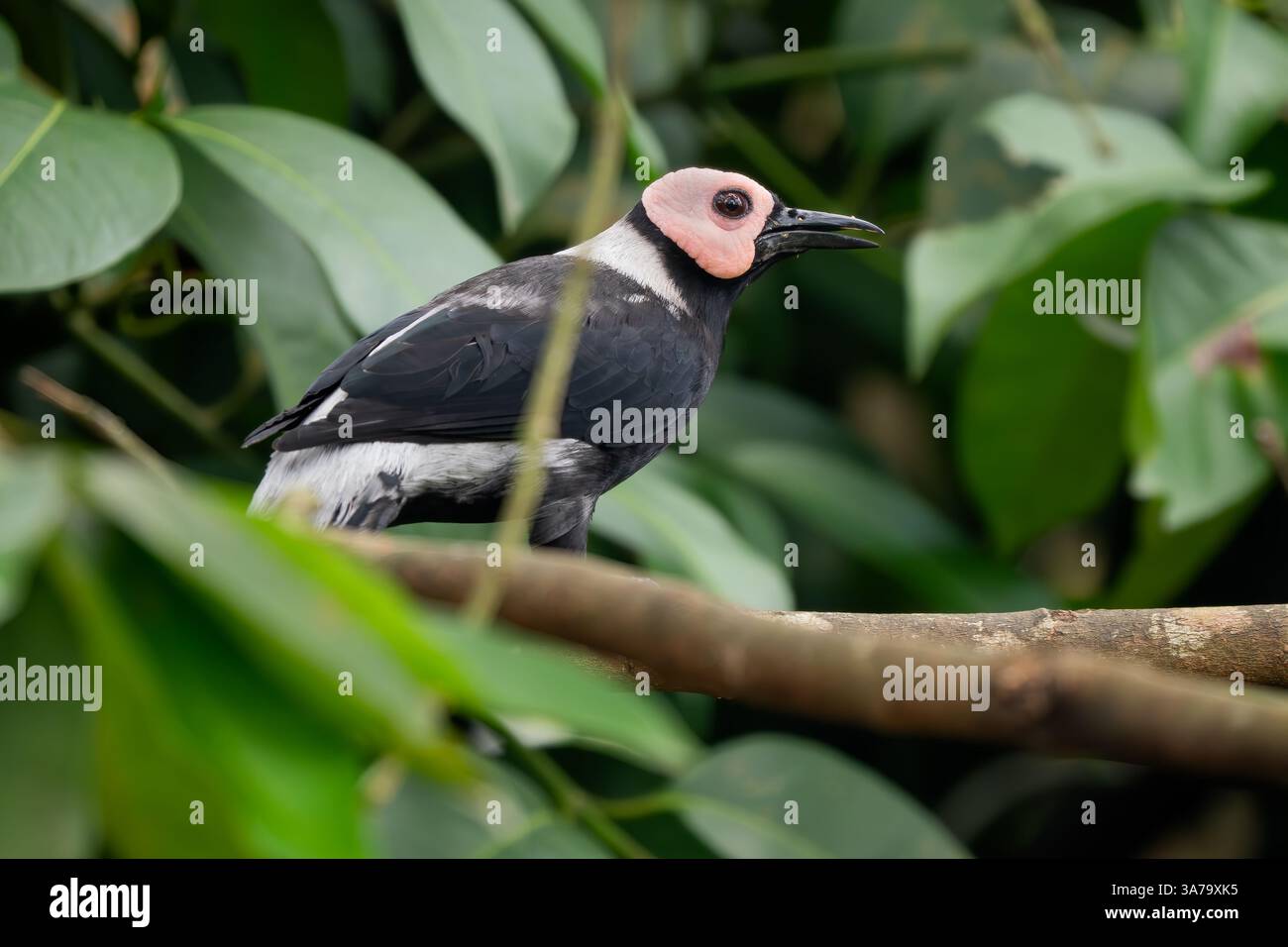 Coleto - Sarcops calvus, unique tropical starling from Southeast Asian ...