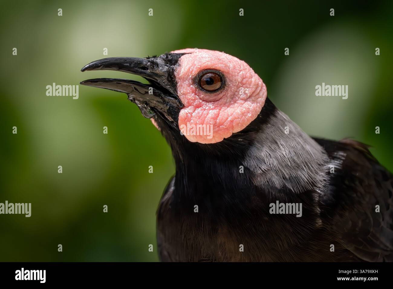 Coleto - Sarcops calvus, unique tropical starling from Southeast Asian ...
