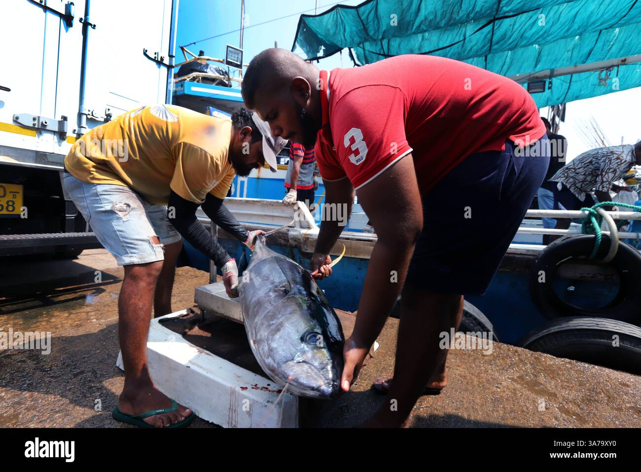 Negombo, Sri Lanka. 26th Mar, 2025. Fishermen unload a tuna from a ...