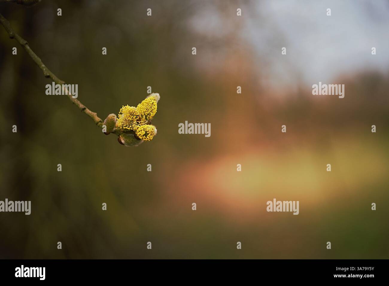 tree budding with blurry background Stock Photo - Alamy