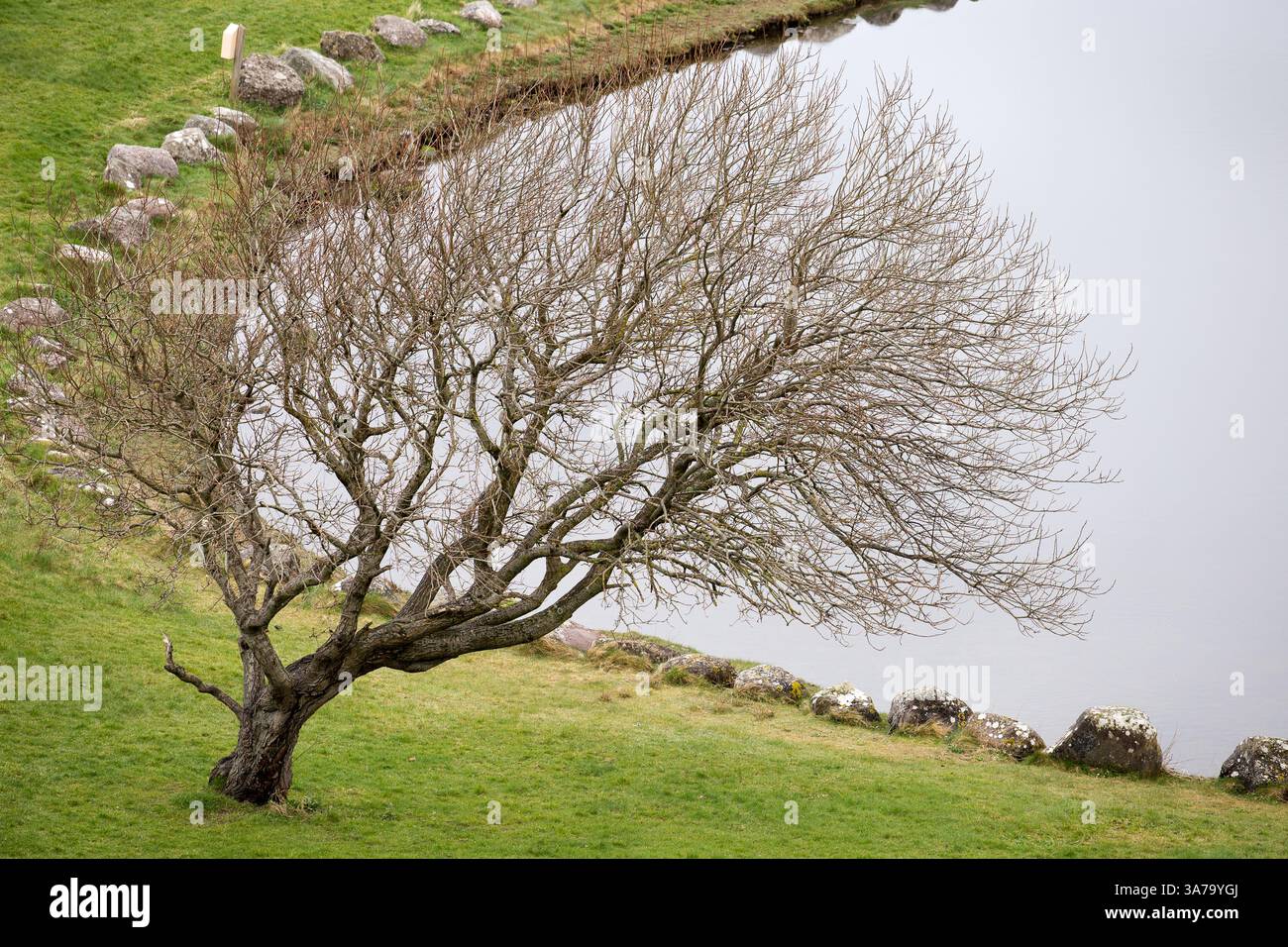 Small tree leaning hi-res stock photography and images - Alamy