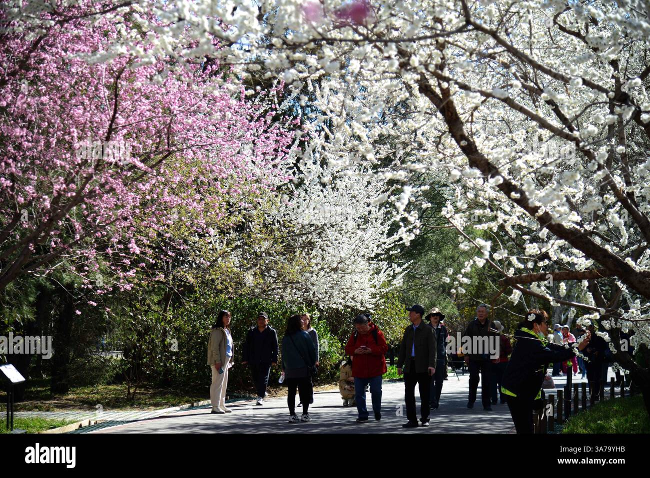 Spring flowers at the China National Botanical Garden attract visitors ...