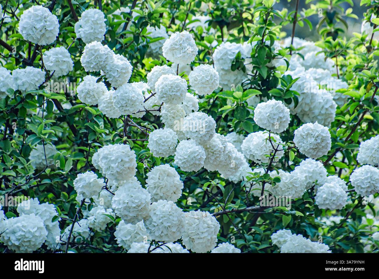 Hydrangea flowers burst into bloom in Ganzhou City, east China's ...