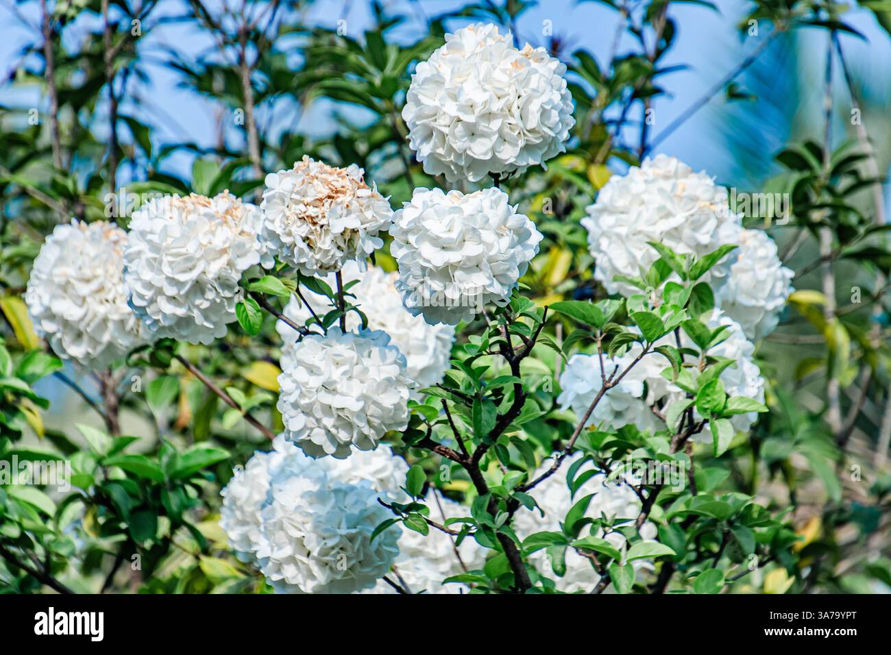 Hydrangea flowers burst into bloom in Ganzhou City, east China's ...
