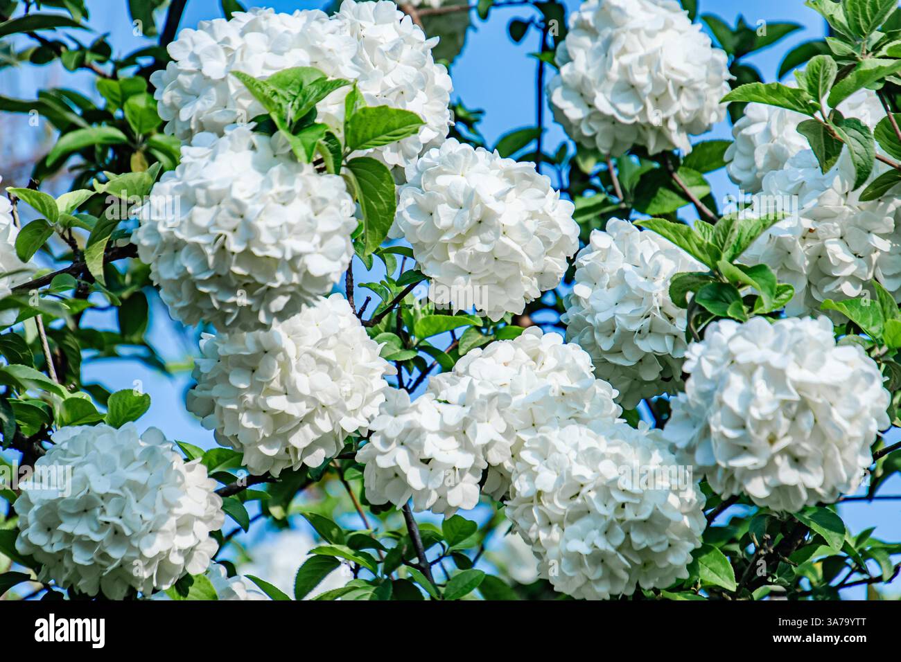 Hydrangea flowers burst into bloom in Ganzhou City, east China's ...