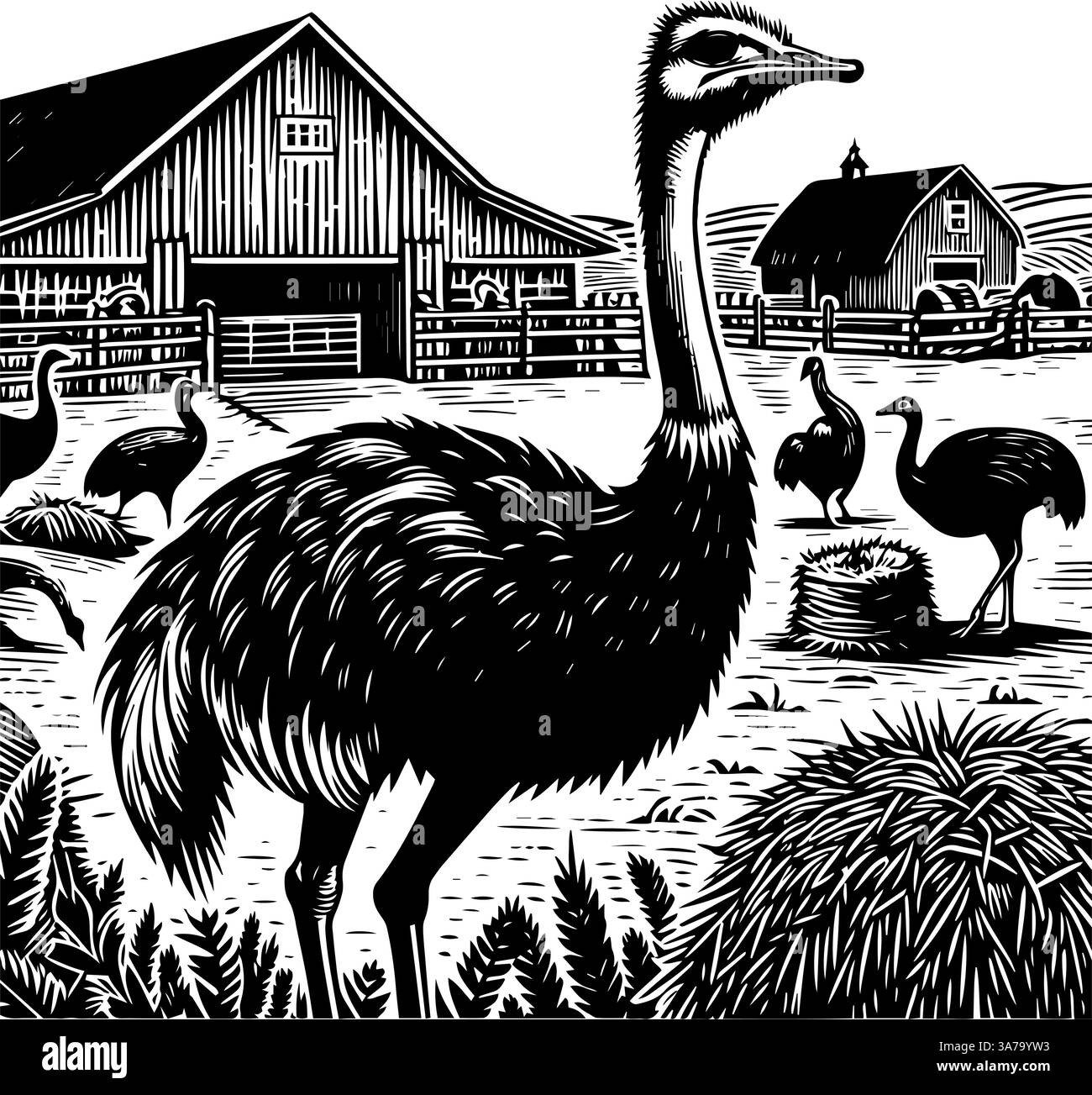 Emu Farm Scene. Black and white woodcut-style illustration of Emus in a ...