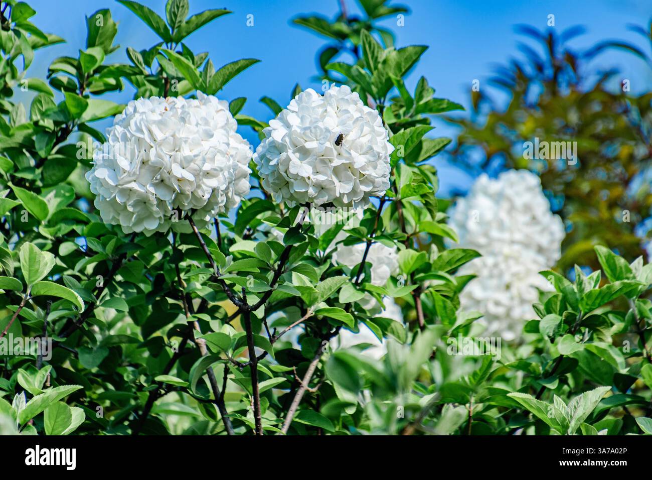 Hydrangea flowers burst into bloom in Ganzhou City, east China's ...