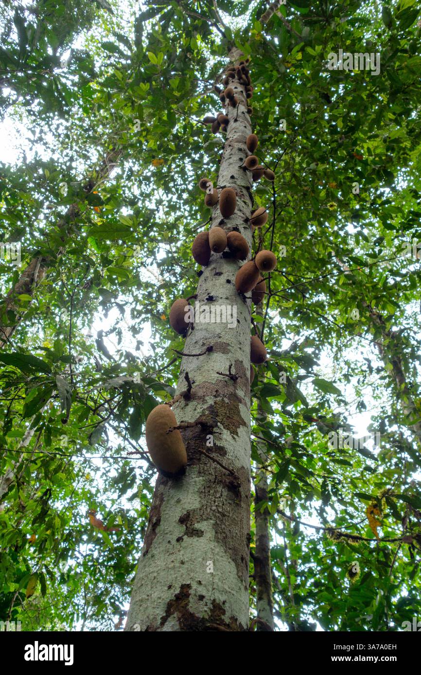 Cecropia tree towers in Cuyabeno Reserve, adorned with unique growths ...