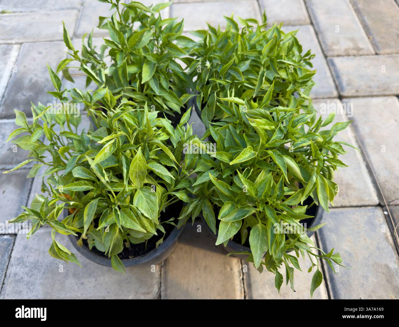 Bell pepper seedlings hi-res stock photography and images - Alamy