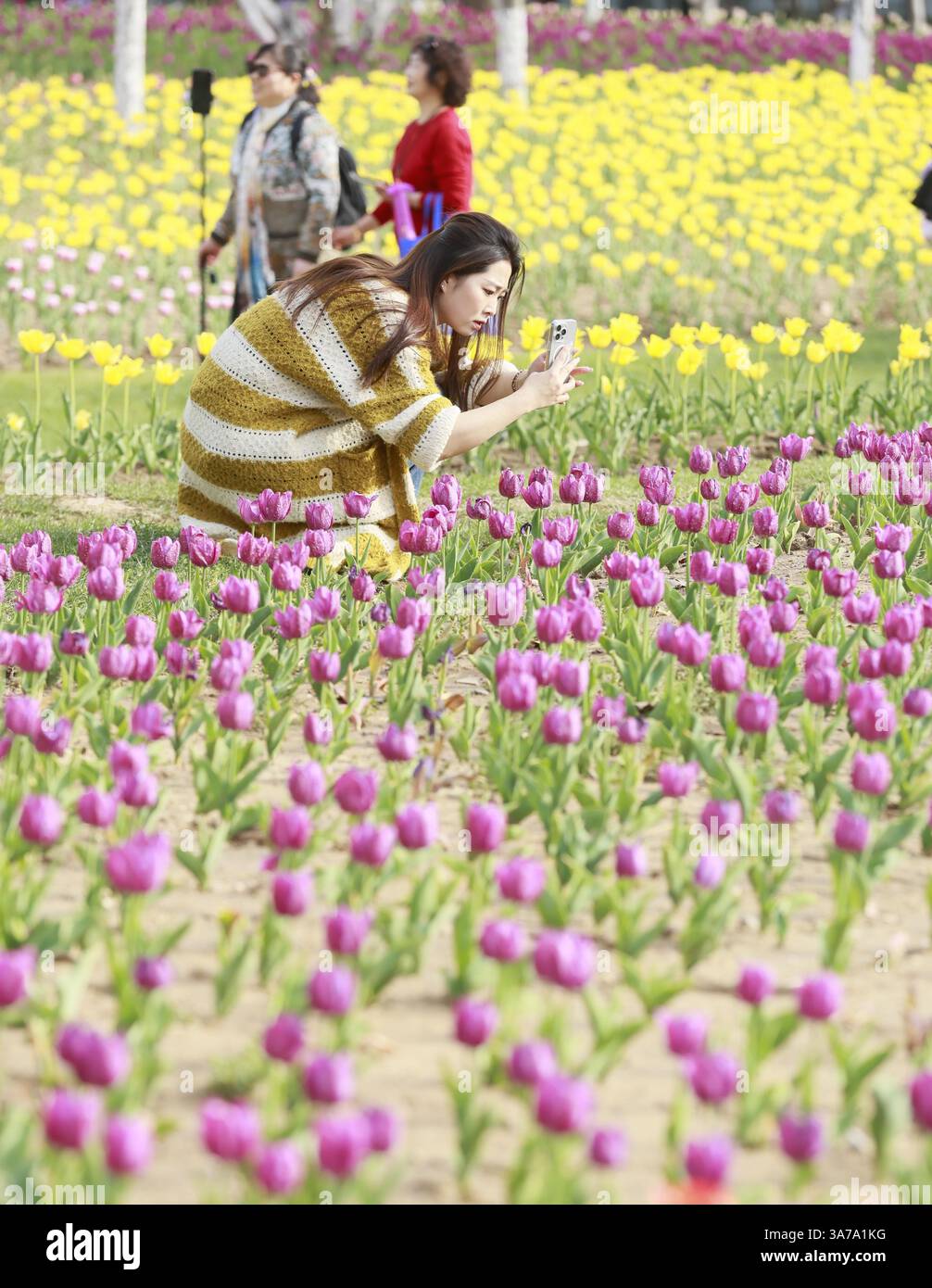 Tulip flowers attract people at a park in Huai'an City, east China's ...