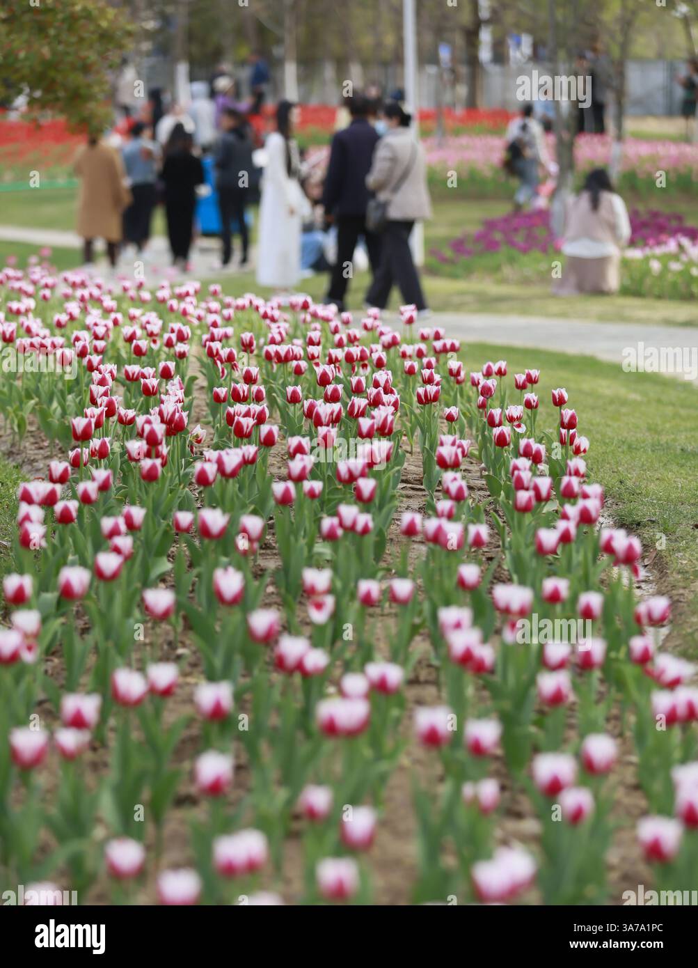 Tulip flowers attract people at a park in Huai'an City, east China's ...
