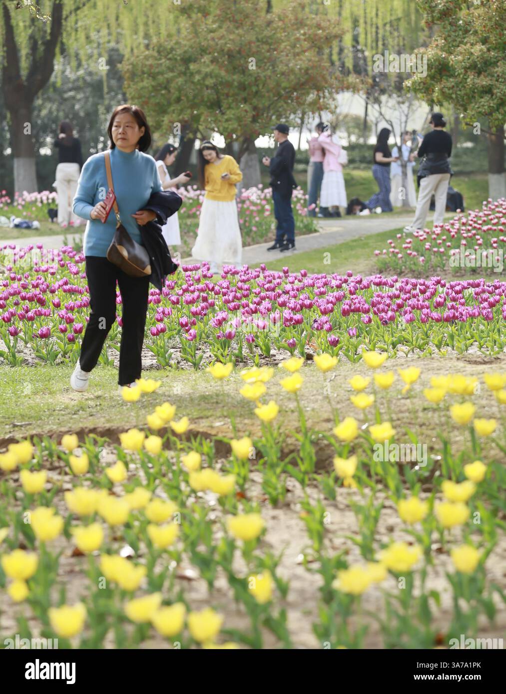 Tulip flowers attract people at a park in Huai'an City, east China's ...