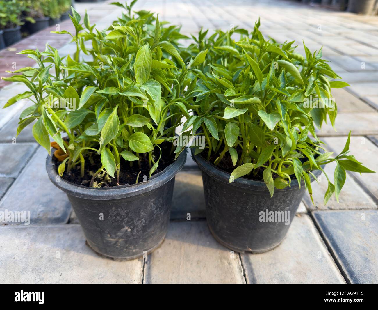 Seedlings of Chilli ready for planting in the garden Stock Photo - Alamy