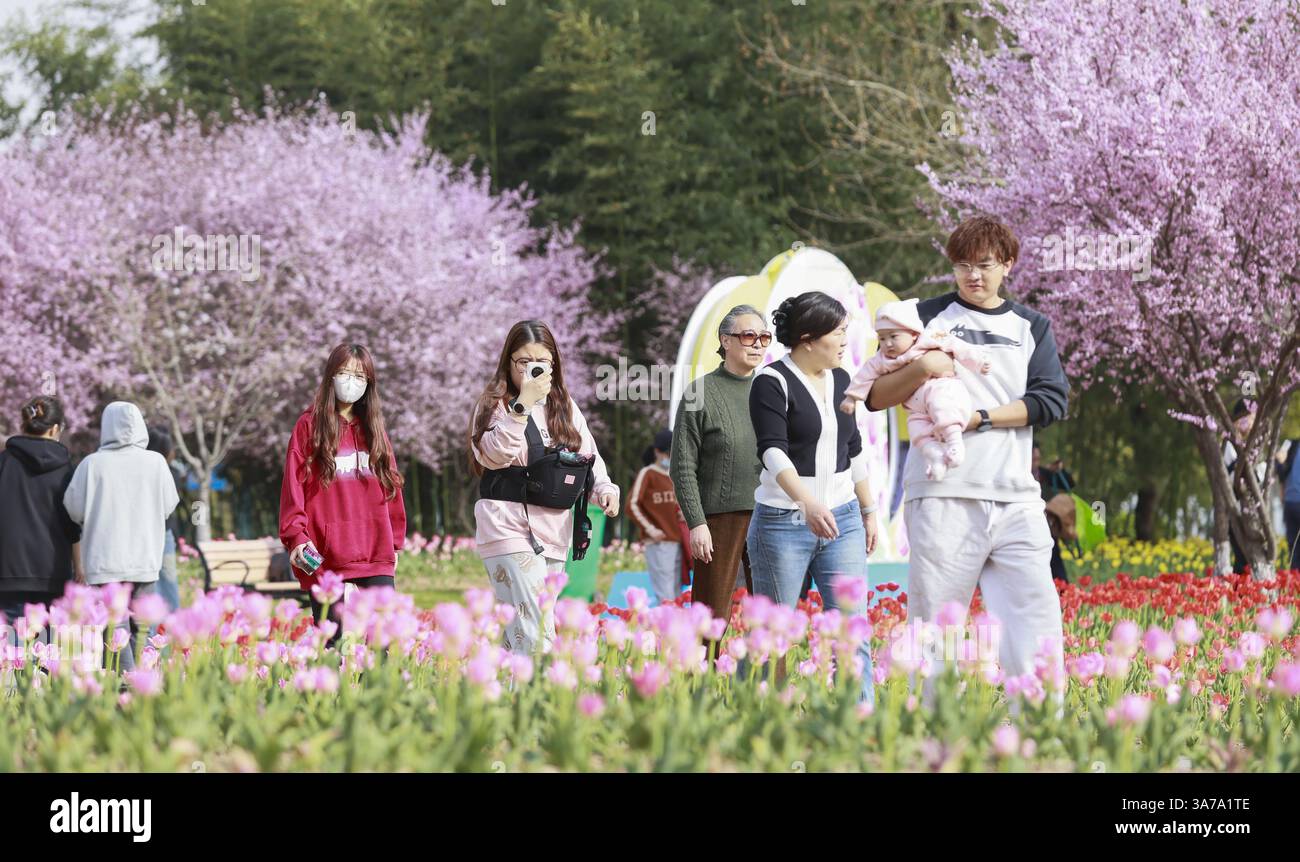 Tulip flowers attract people at a park in Huai'an City, east China's ...
