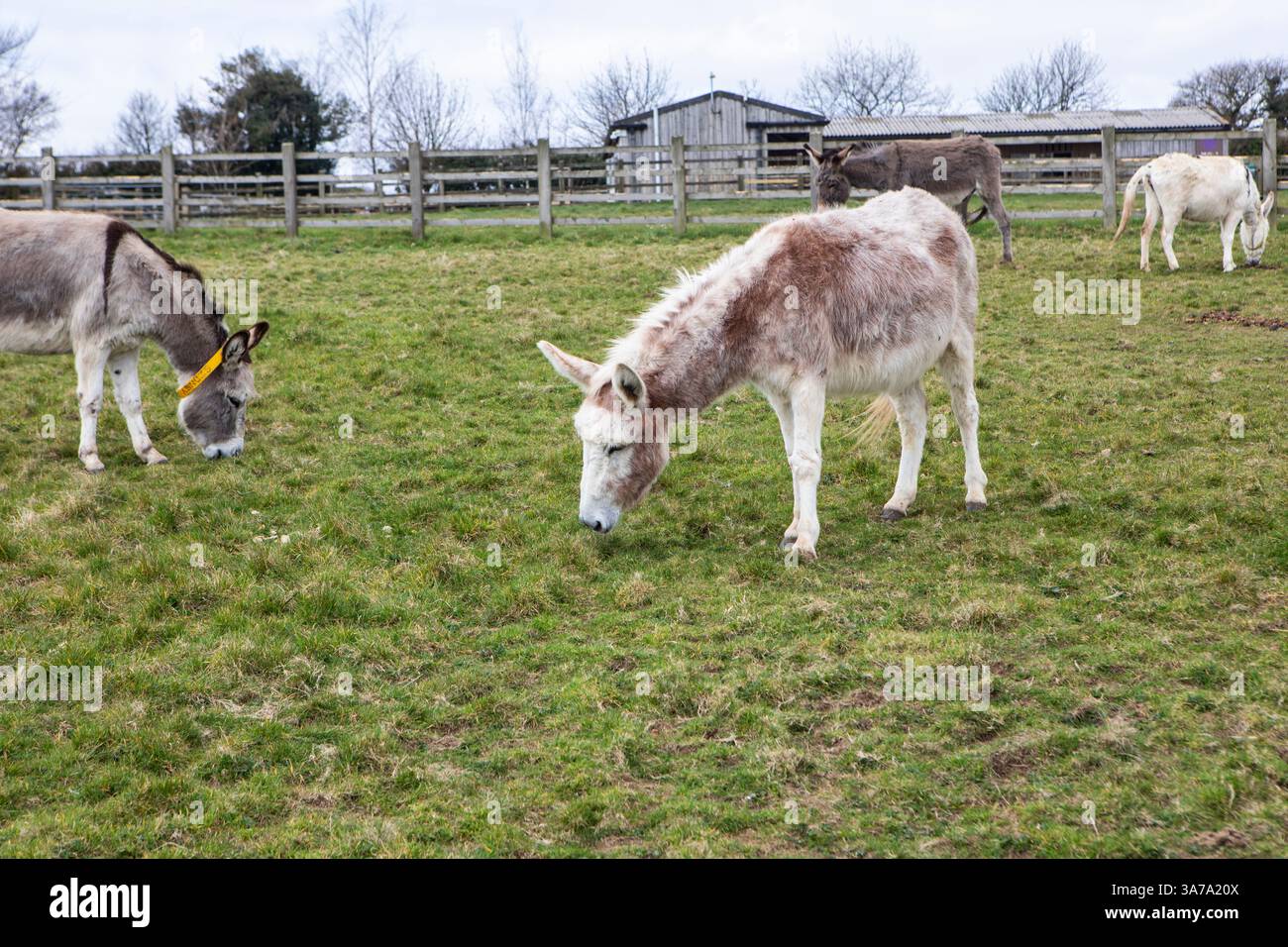 Donkeys grazing in a grass field at the Donkey Sanctuary, Sidmouth ...