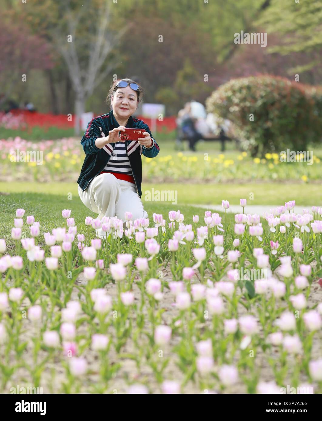 Tulip flowers attract people at a park in Huai'an City, east China's ...