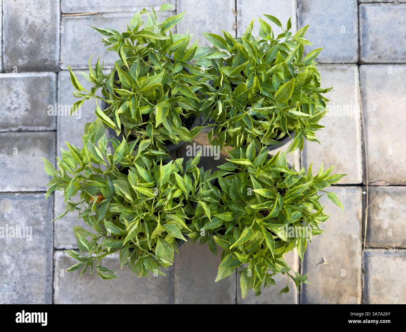 Chilli Capsicum Seedlings High Angle View Stock Photo - Alamy