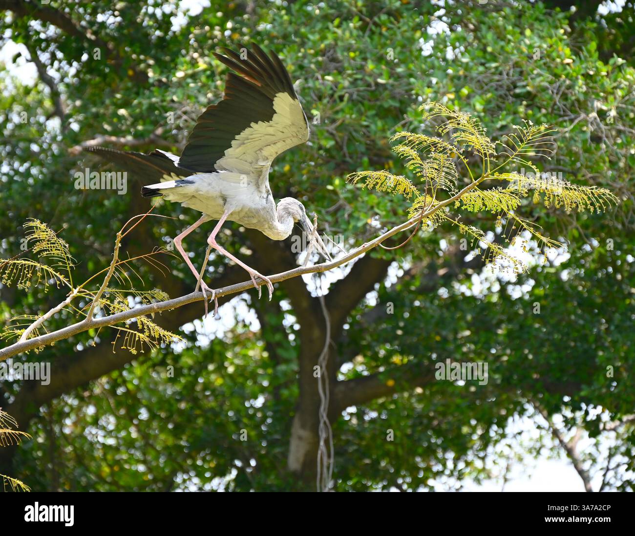 Gorgeous heron on tree in Bangkok park Stock Photo - Alamy
